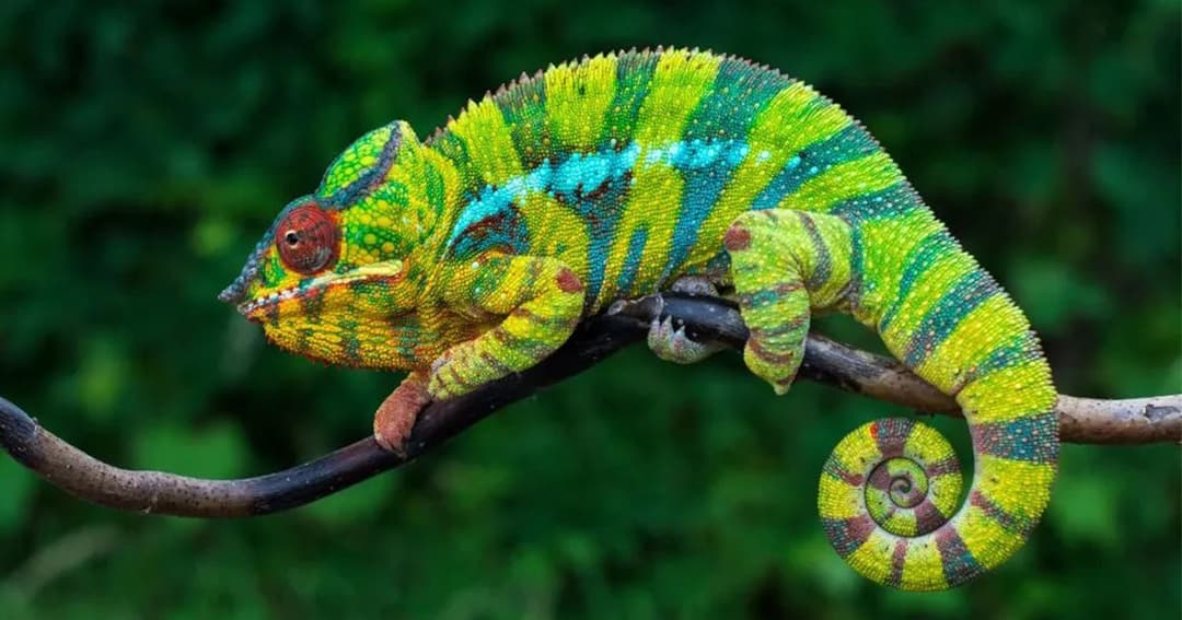 10 Interesting Facts About Reptiles - XYZReptiles