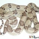Ghost Boa Constrictor for Sale - xyzReptiles