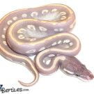 Purple Passion Ball Python For Sale With Live Arrival Guarantee