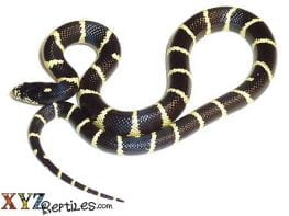 Banded California Kingsnake For Sale by xyzReptiles