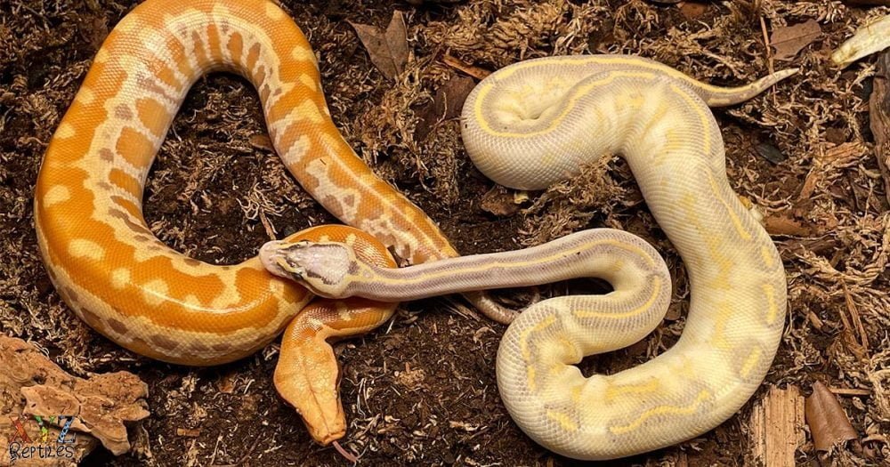 Is It Possible To Cross Breed Snakes? - XYZReptiles