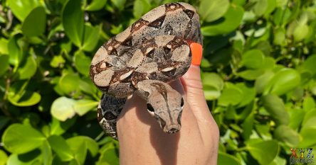 Benefits Of Boa Constrictors As Pets - XYZReptiles