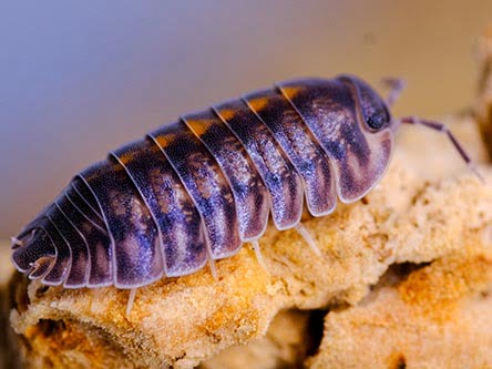 Reptiles For Sale | Online Reptile Store | Reptile Pets - XYZReptiles.com