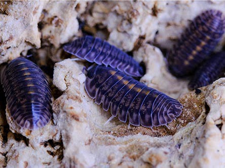 Reptiles For Sale | Online Reptile Store | Reptile Pets - XYZReptiles.com