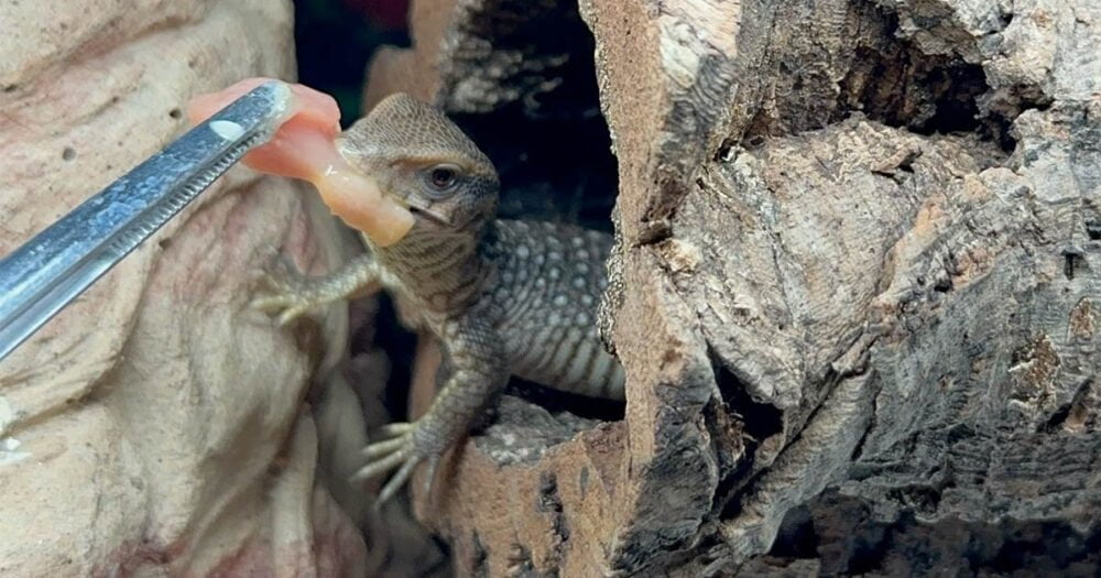 What Do Savannah Monitors Eat? - XYZReptiles