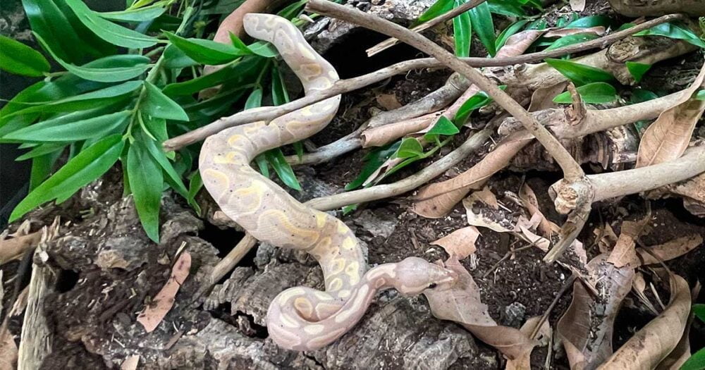 What is a Good Sized Tank for a Baby Ball Python? - XYZReptiles