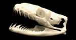 Do Ball Pythons Have Teeth? - XYZReptiles