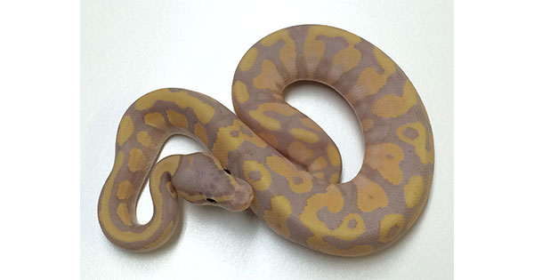 Yellowbelly Banana Ball Python for Sale - xyzReptiles